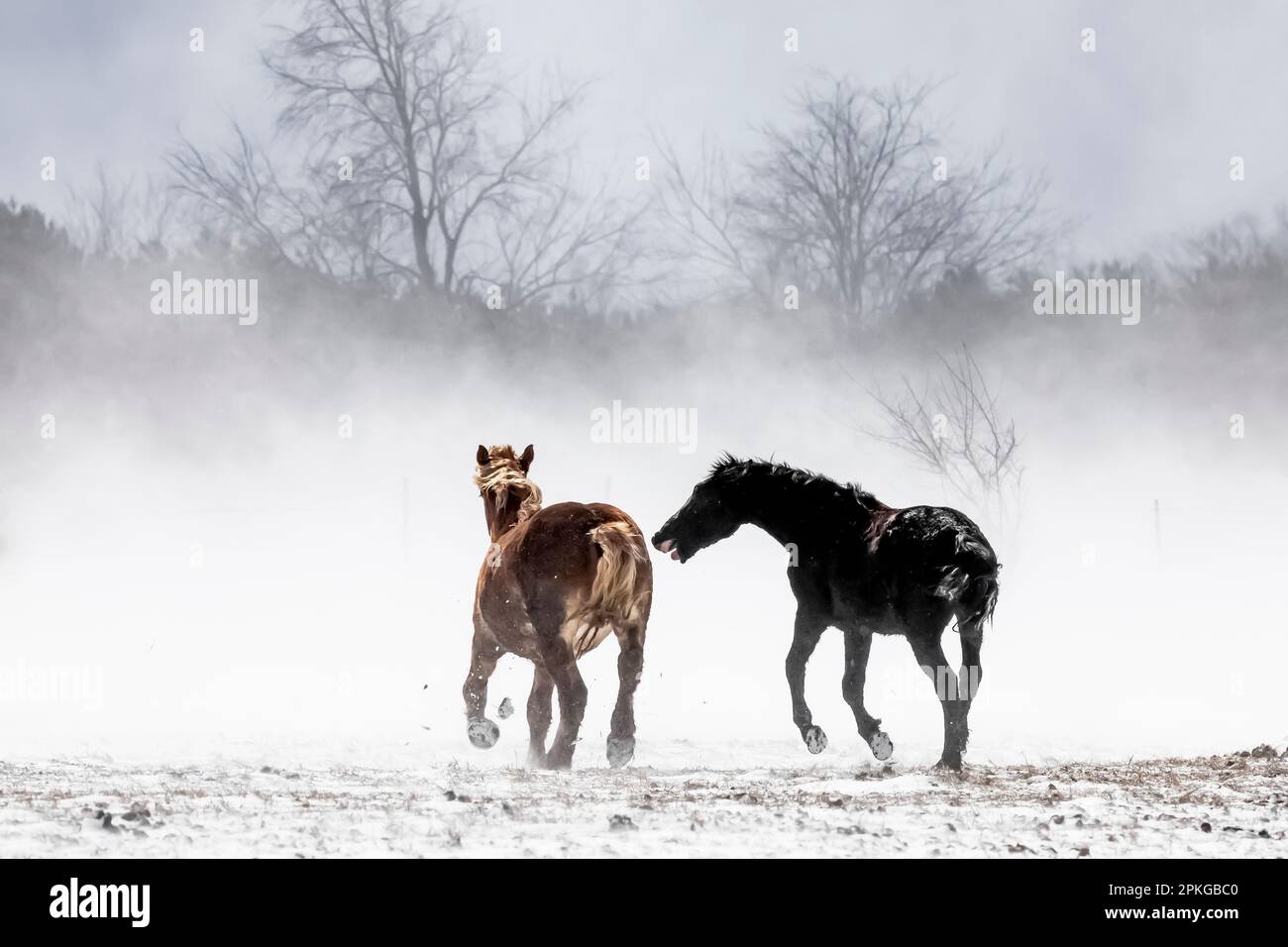 Horse frolicking hi-res stock photography and images - Alamy