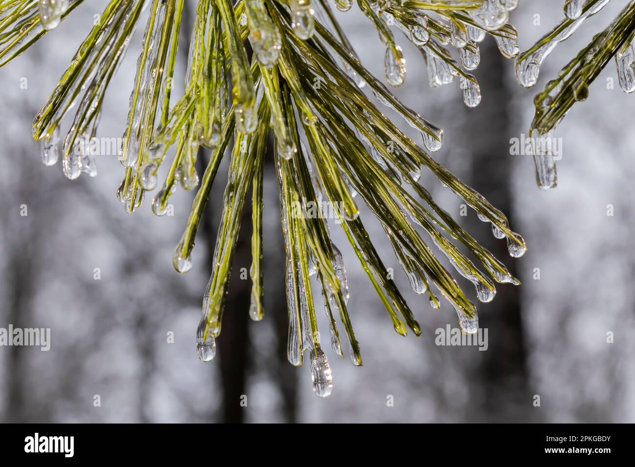 Eastern White Pine, Pinus strobus, needles glazed with ice after an ice ...