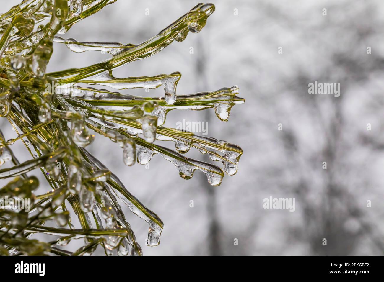 Eastern White Pine, Pinus strobus, needles glazed with ice after an ice ...