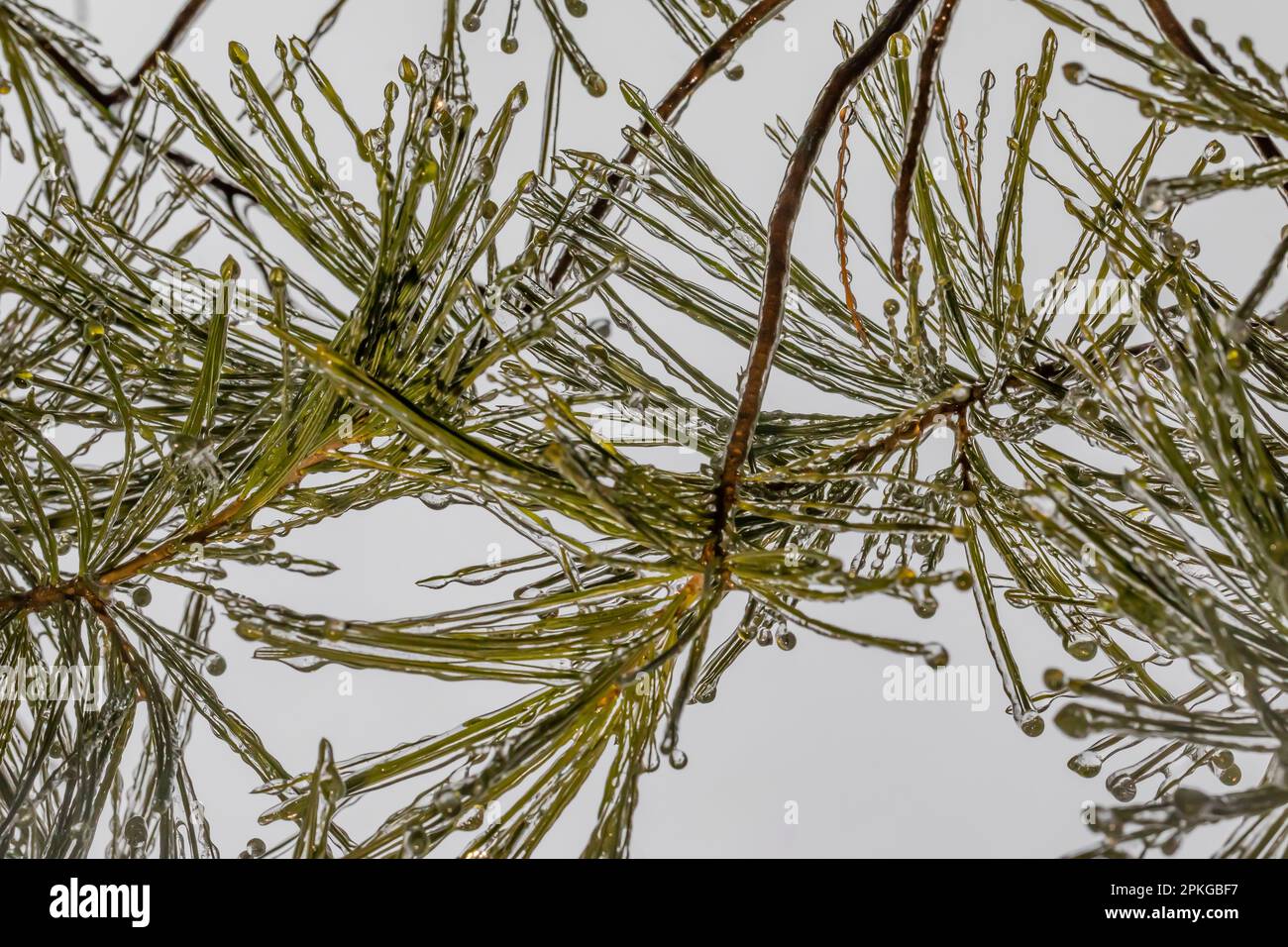 Eastern White Pine, Pinus strobus, needles glazed with ice after an ice ...