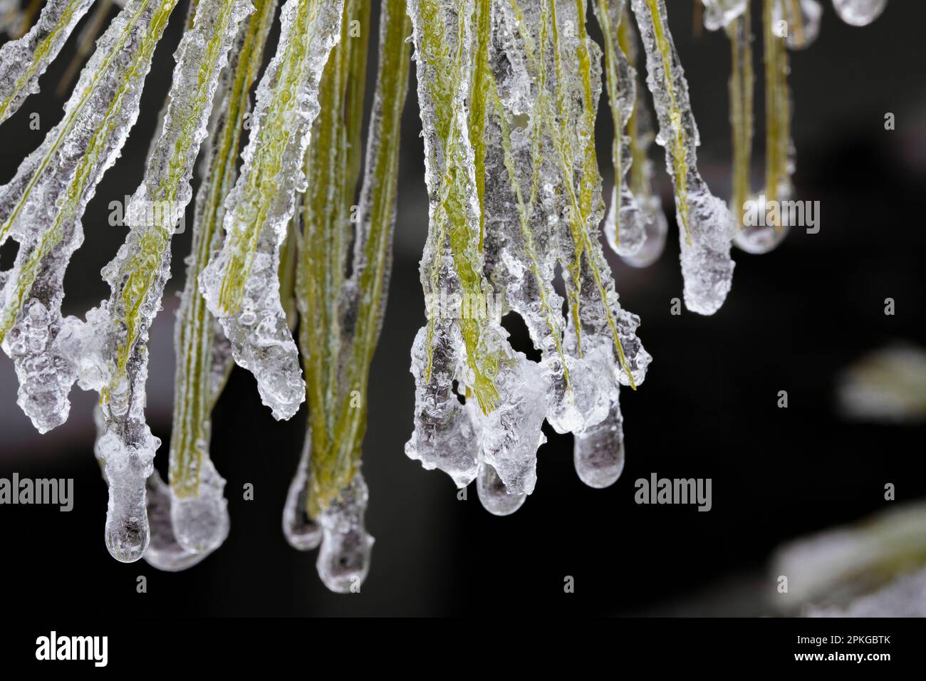 Eastern White Pine, Pinus strobus, needles glazed with ice after an ice ...