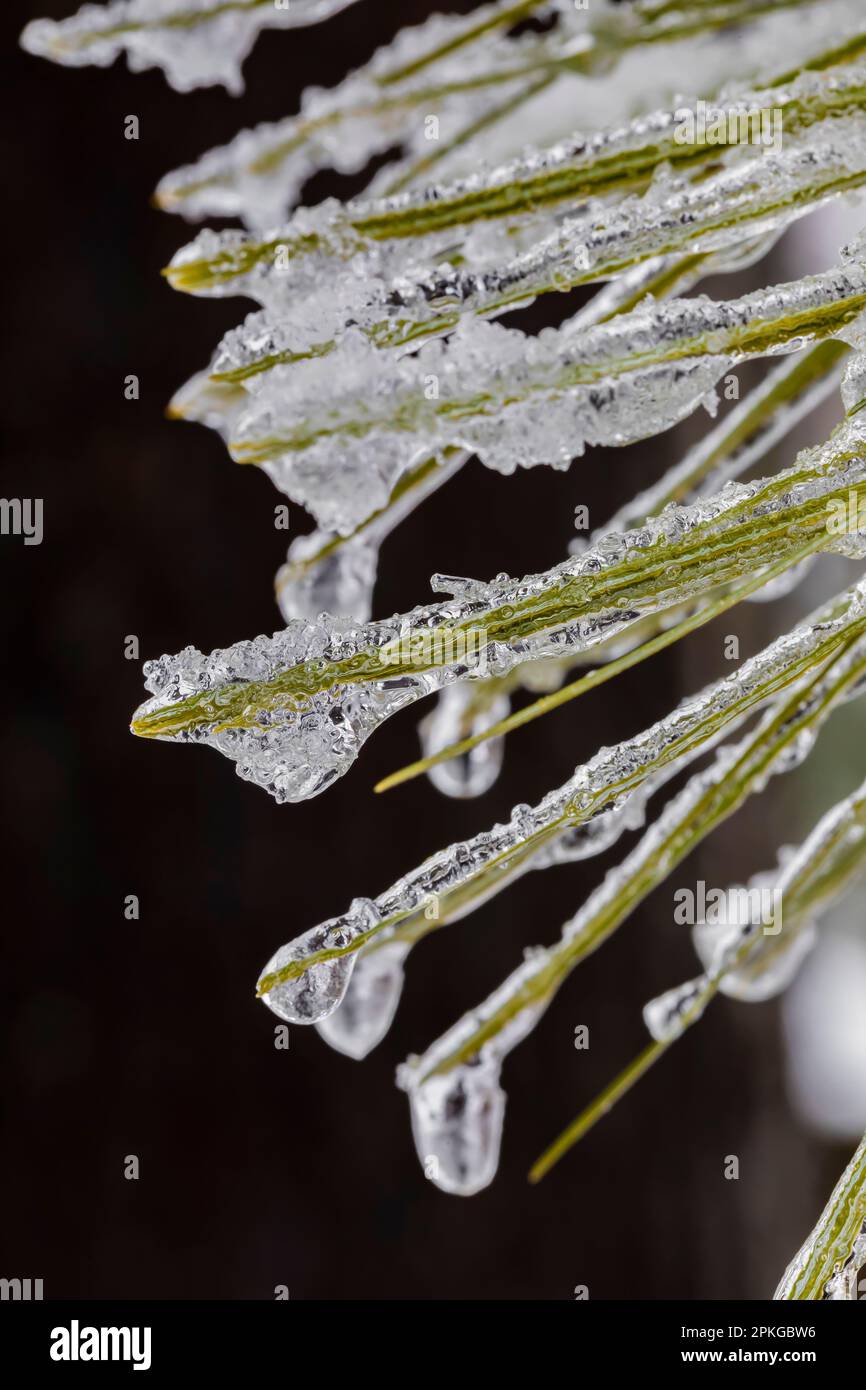 Eastern White Pine, Pinus strobus, needles glazed with ice after an ice ...