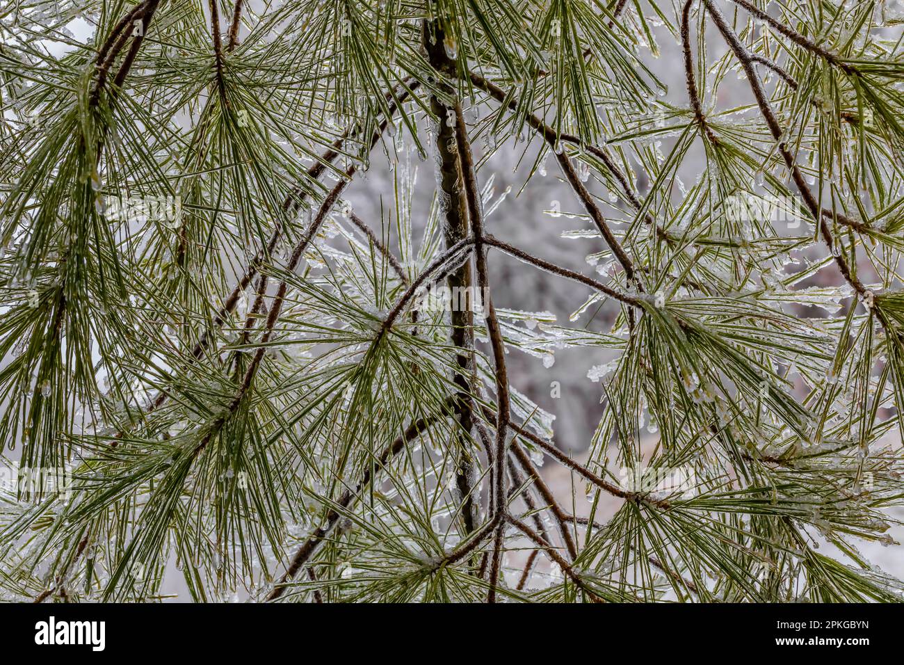 Eastern White Pine, Pinus strobus, needles glazed with ice after an ice ...