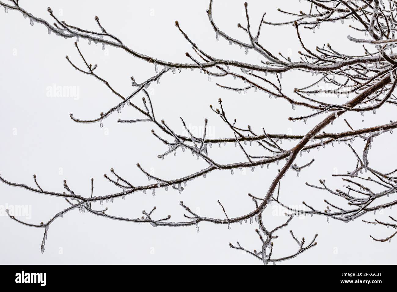 Ice snow covered branches dripping hi-res stock photography and images ...