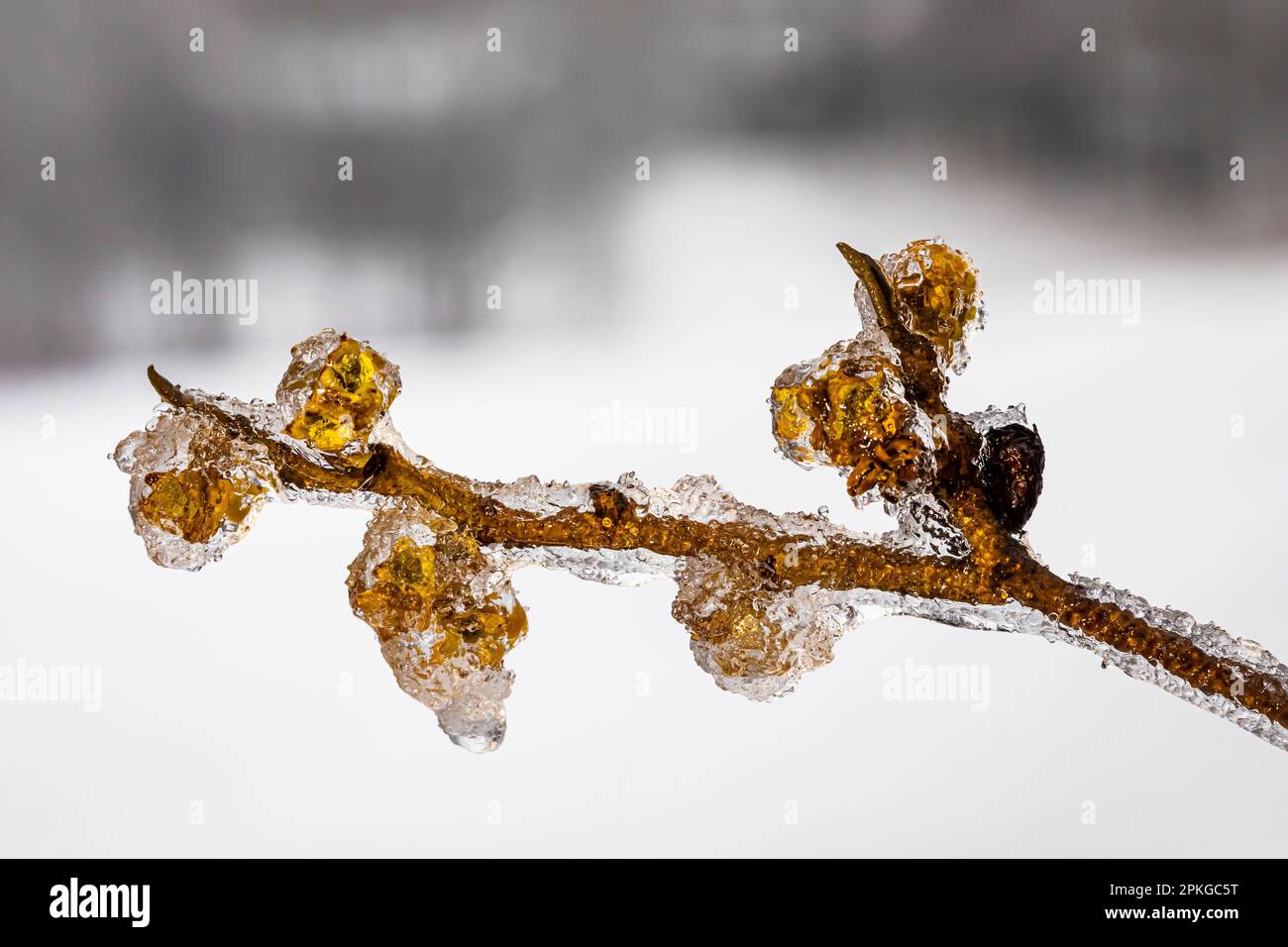 Witch Hazel, Hamamelis virginiana, branches with remnant late autumn ...