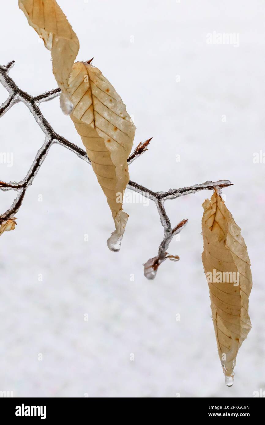 American Beech, Fagus grandifolia, coated glazed with ice after an ice ...