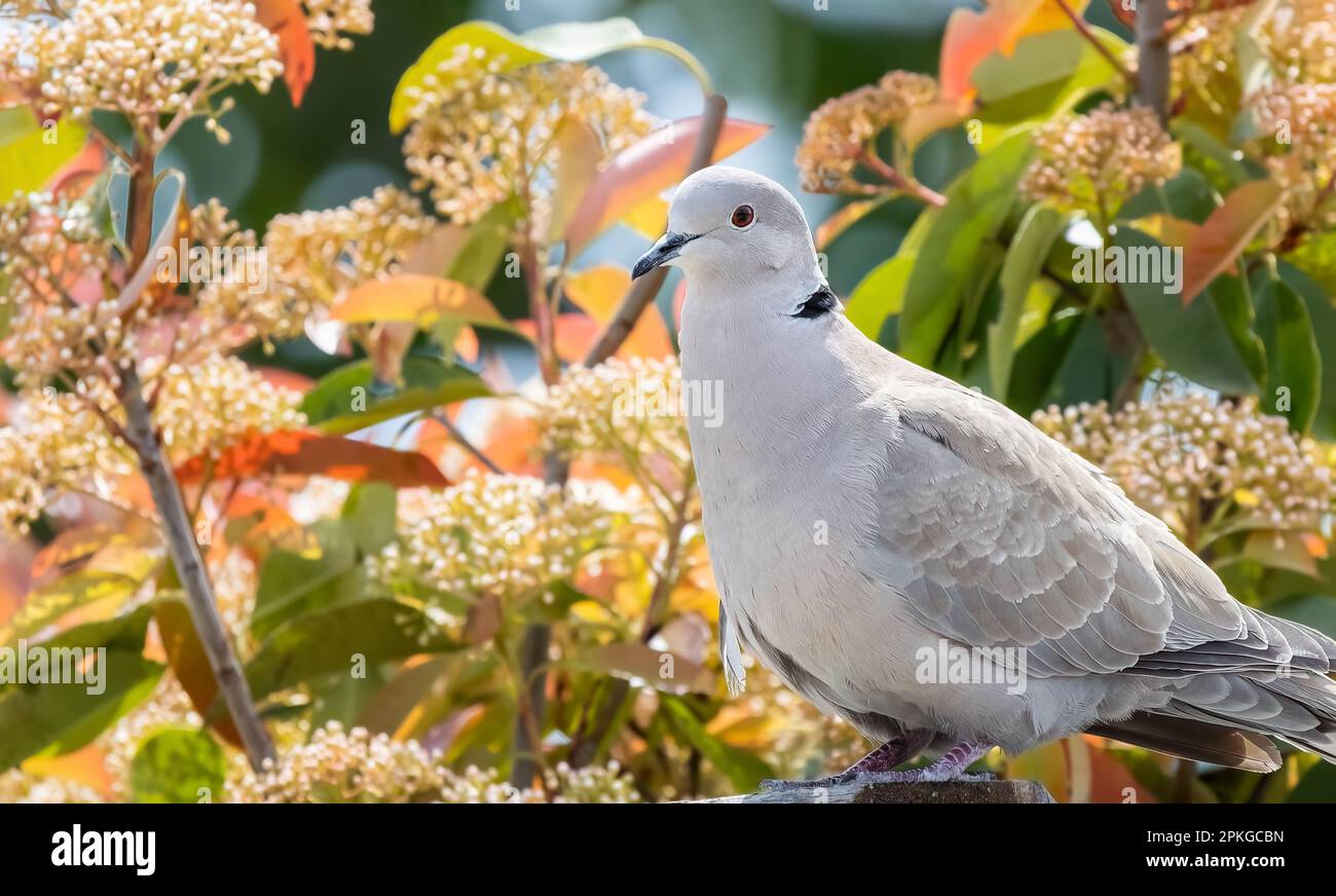 A singe Eurasian collared dove or Streptopelia decaocto sitting on the ...