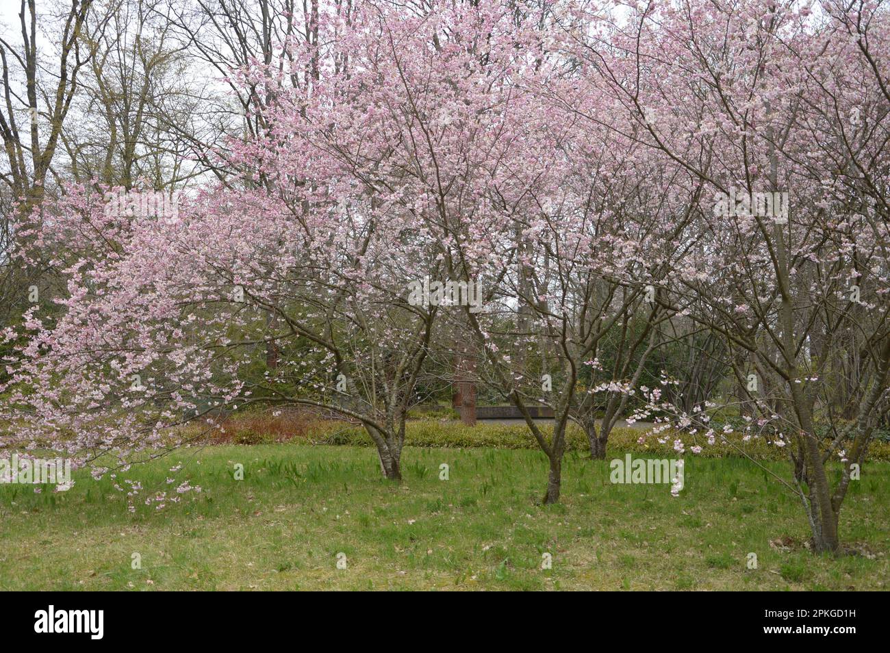 Photo of britzer garten hi-res stock photography and images - Alamy