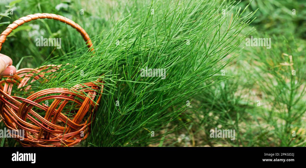 Common horsetail equisetum arvense stems hi-res stock photography and ...