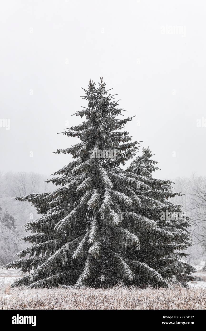 Spruce trees after an ice storm in March in central Michigan, USA Stock ...