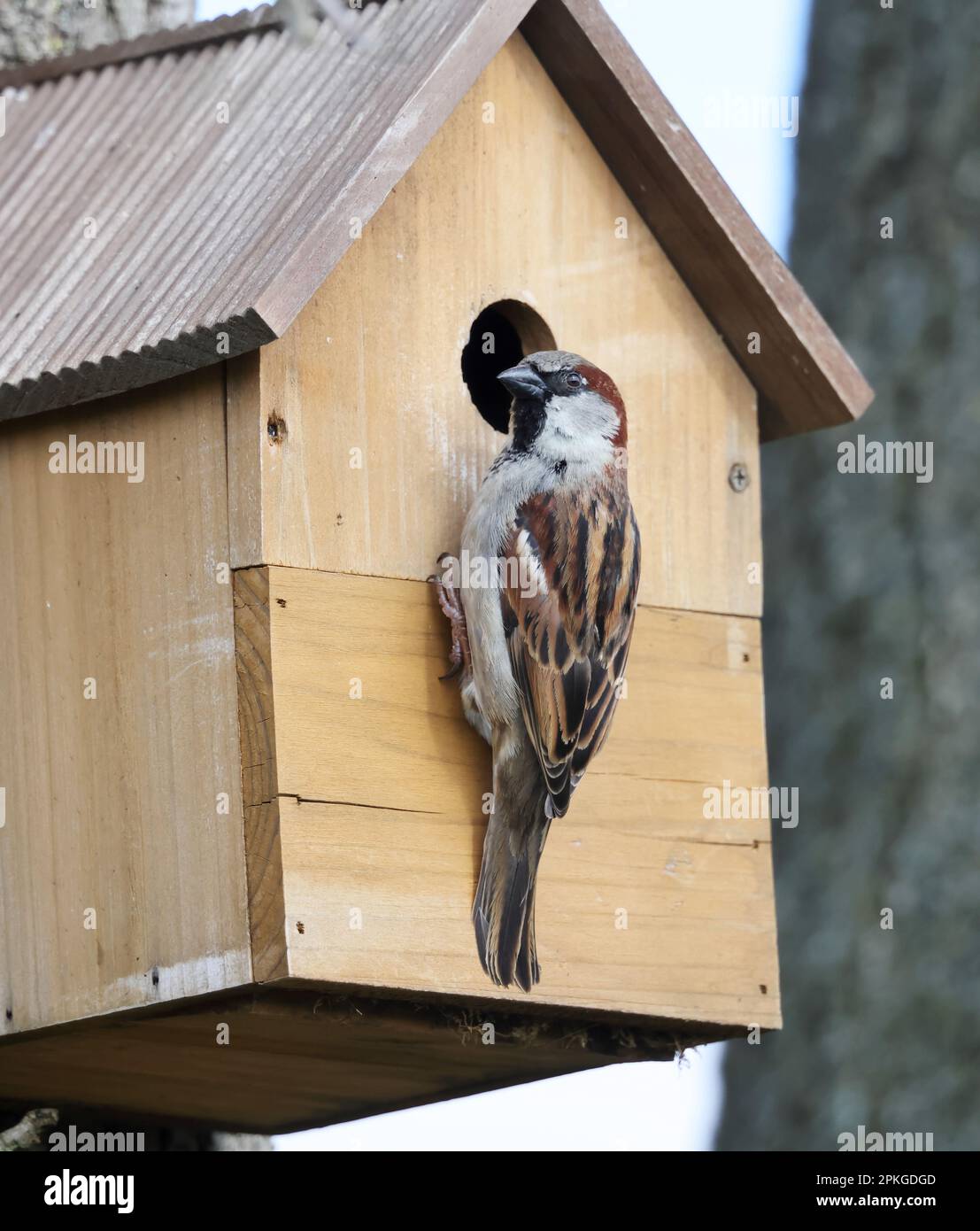 A male House Sparrow at a nest box entrance Stock Photo - Alamy
