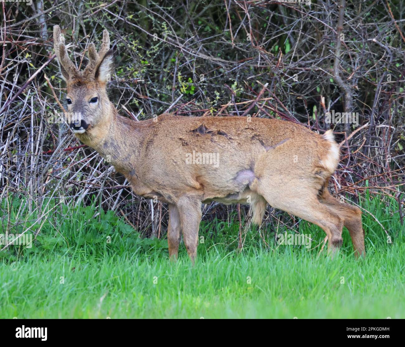 A Roe Deer buck (Capreolus capreolus) in the Cotswold Hills during the ...