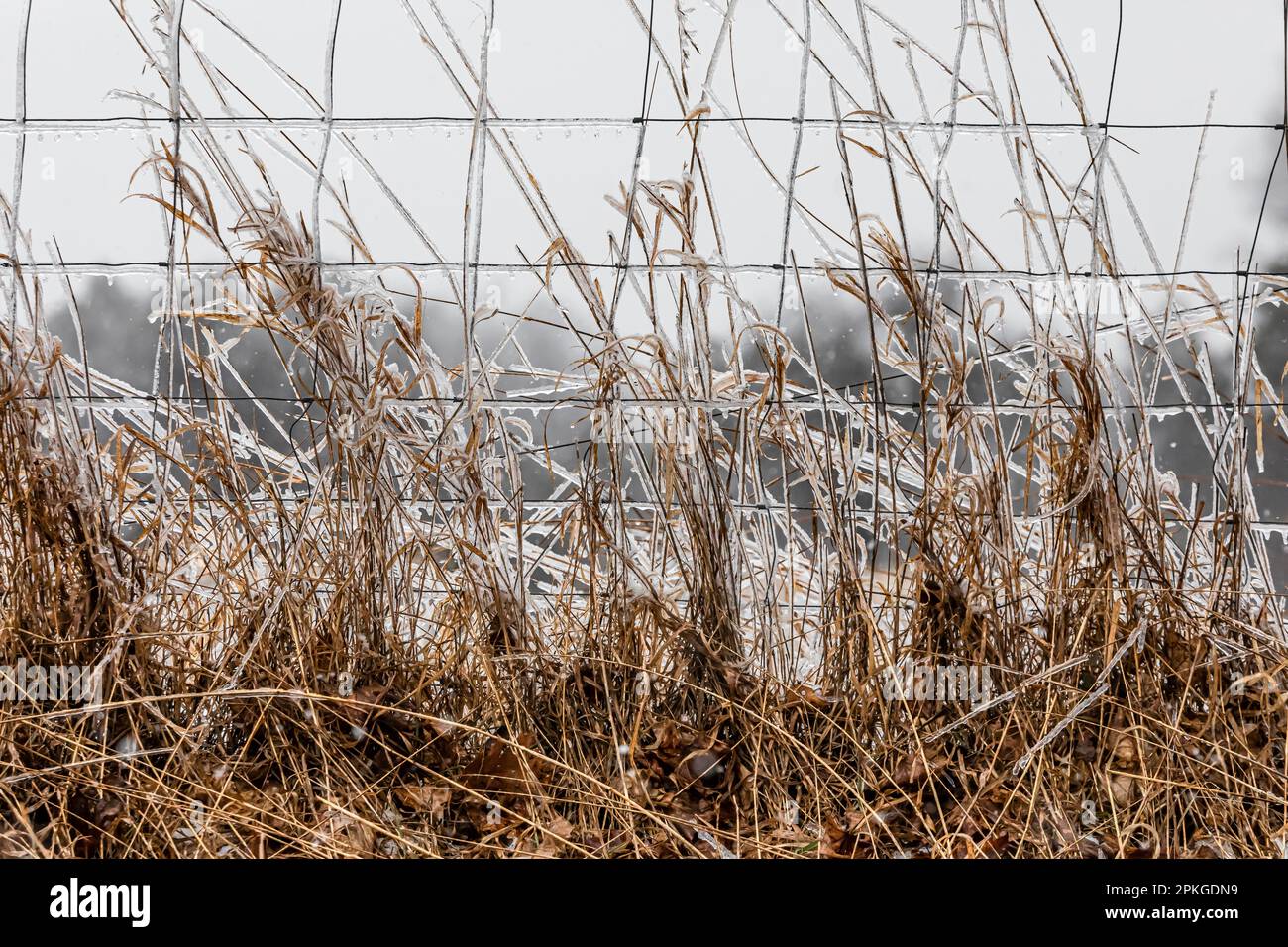 Ice coating a farm fence after an ice storm in March in central ...