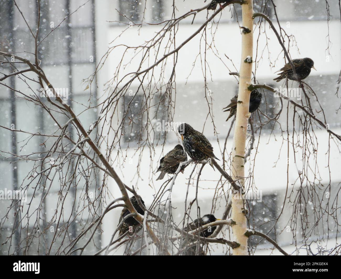 flock of thrushes, migratory birds perched on the branches of a tree ...