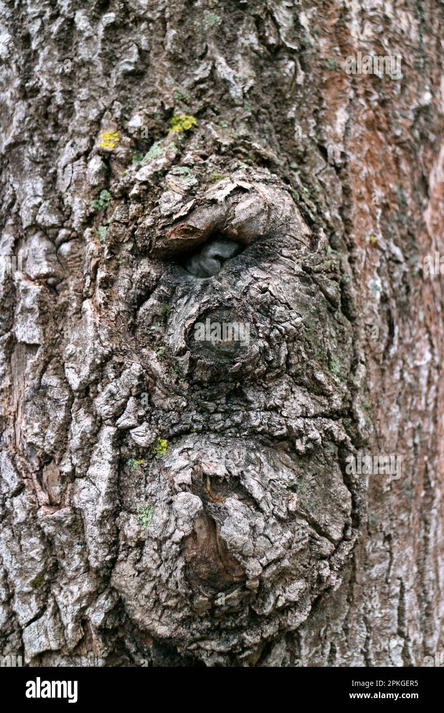 forest cyclops manifested itself on the bark of an old huge tree ...