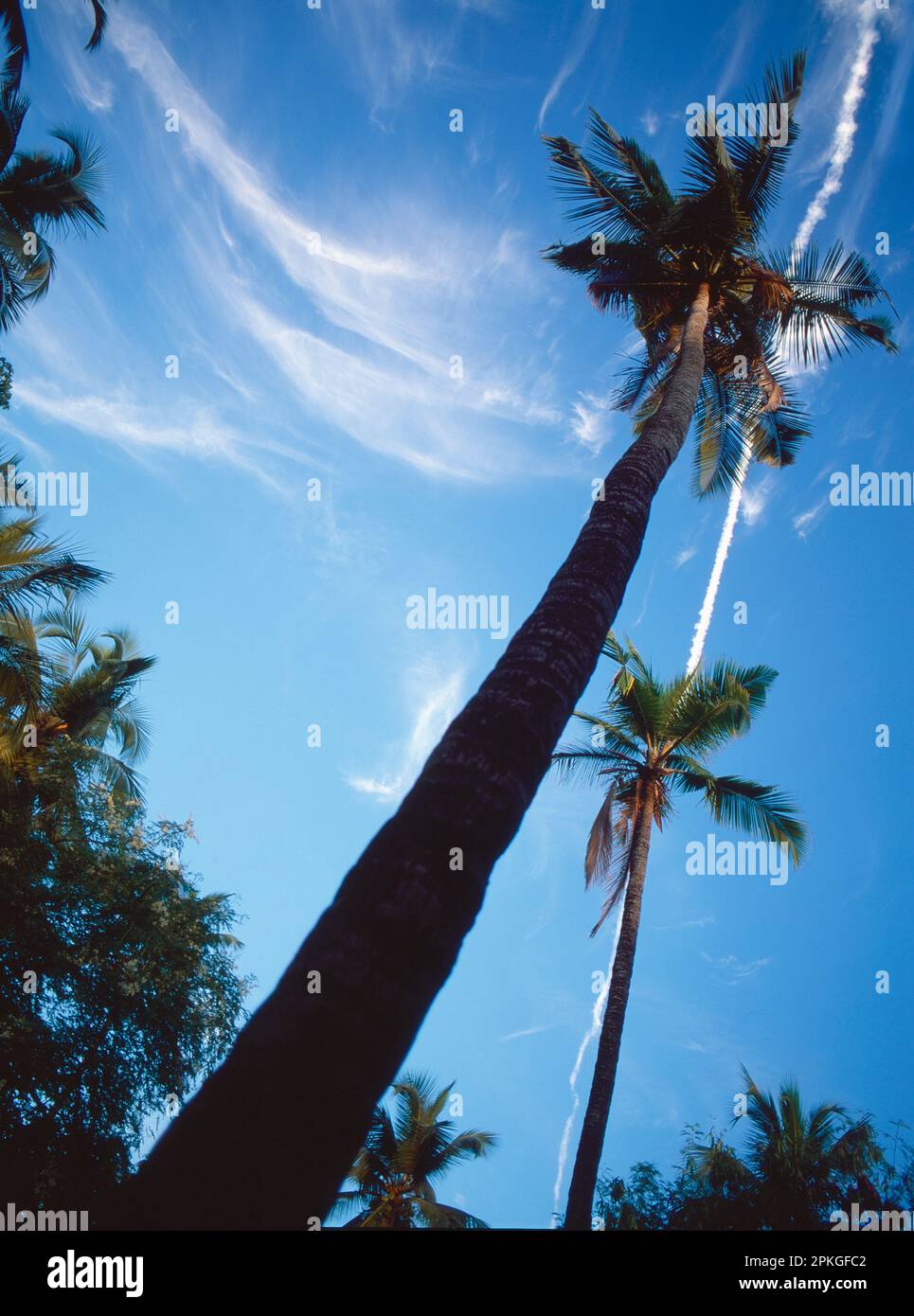High palm trees at a beach in Goa, India Stock Photo - Alamy