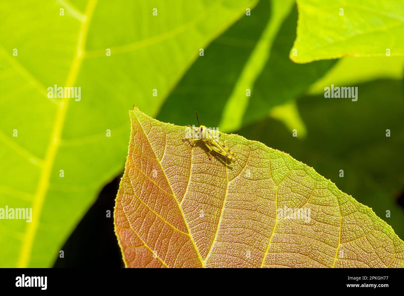 A small grasshopper on a young teak leaf (Tectona grandis Stock Photo ...