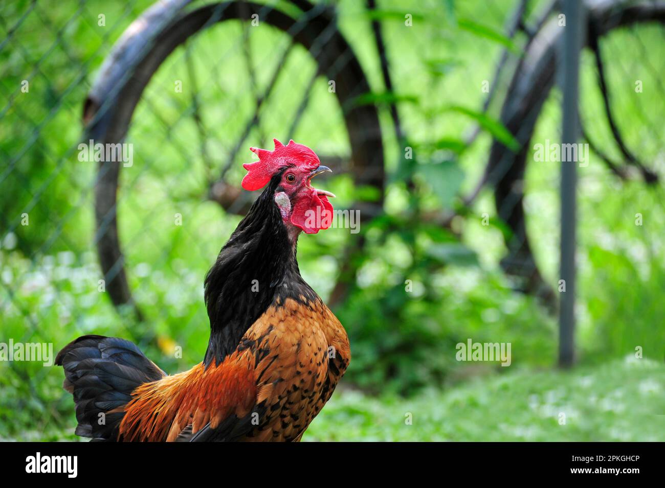 chicken and rooster Stock Photo - Alamy