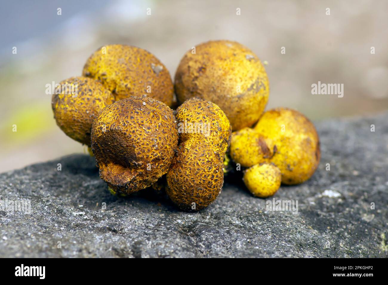 Tuberous mushroom hi-res stock photography and images - Alamy