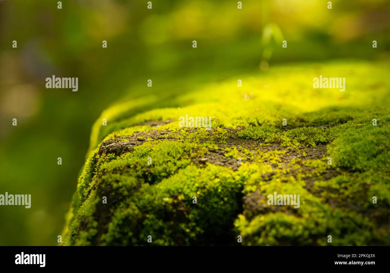 Green moss on the stone for natural background Stock Photo - Alamy