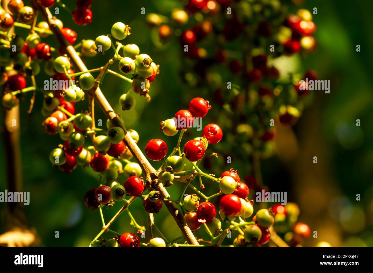 Indonesian bay leaf or daun salam, Syzygium polyanthum fruits, in ...