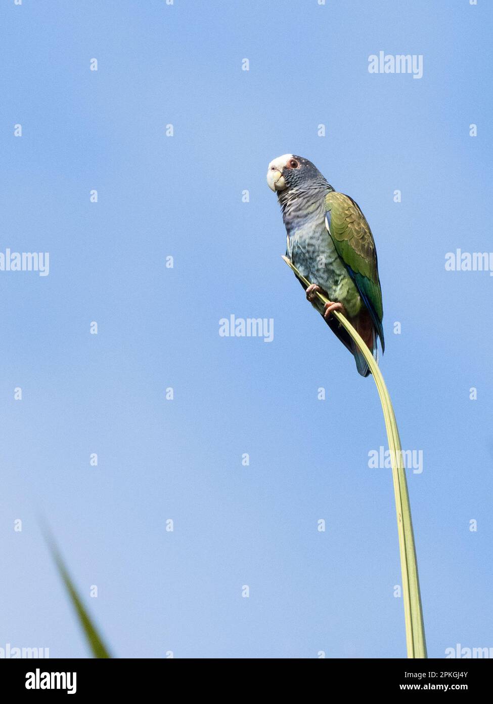 White-crowned parrot, (Pionus senilis), Las Cruces Biological Station ...