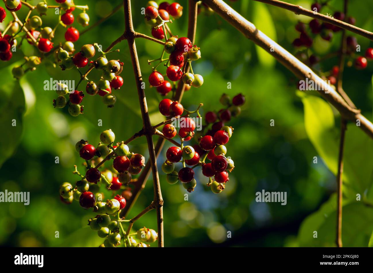 Indonesian bay leaf or daun salam, Syzygium polyanthum fruits, in ...