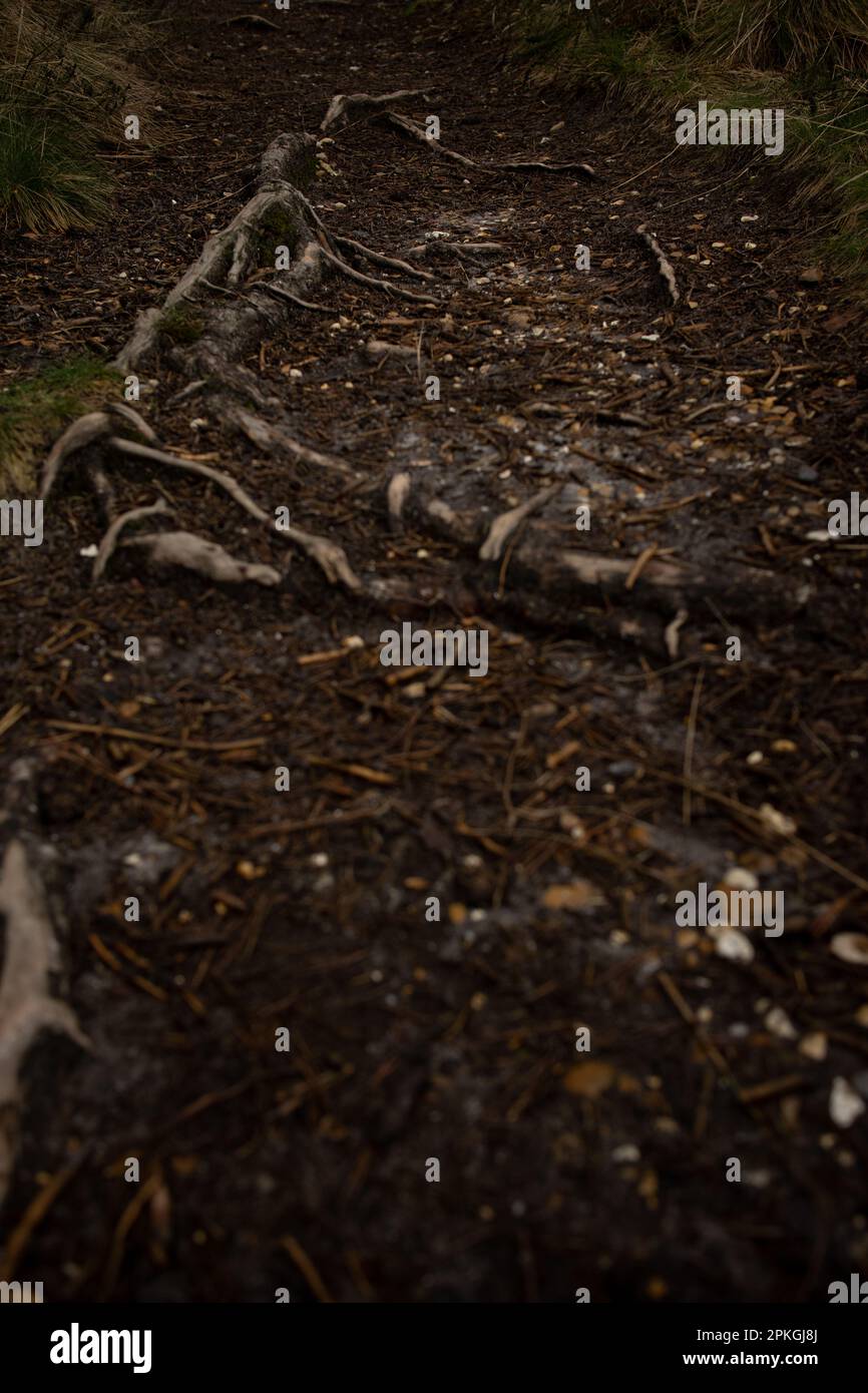 Root items hi-res stock photography and images - Alamy
