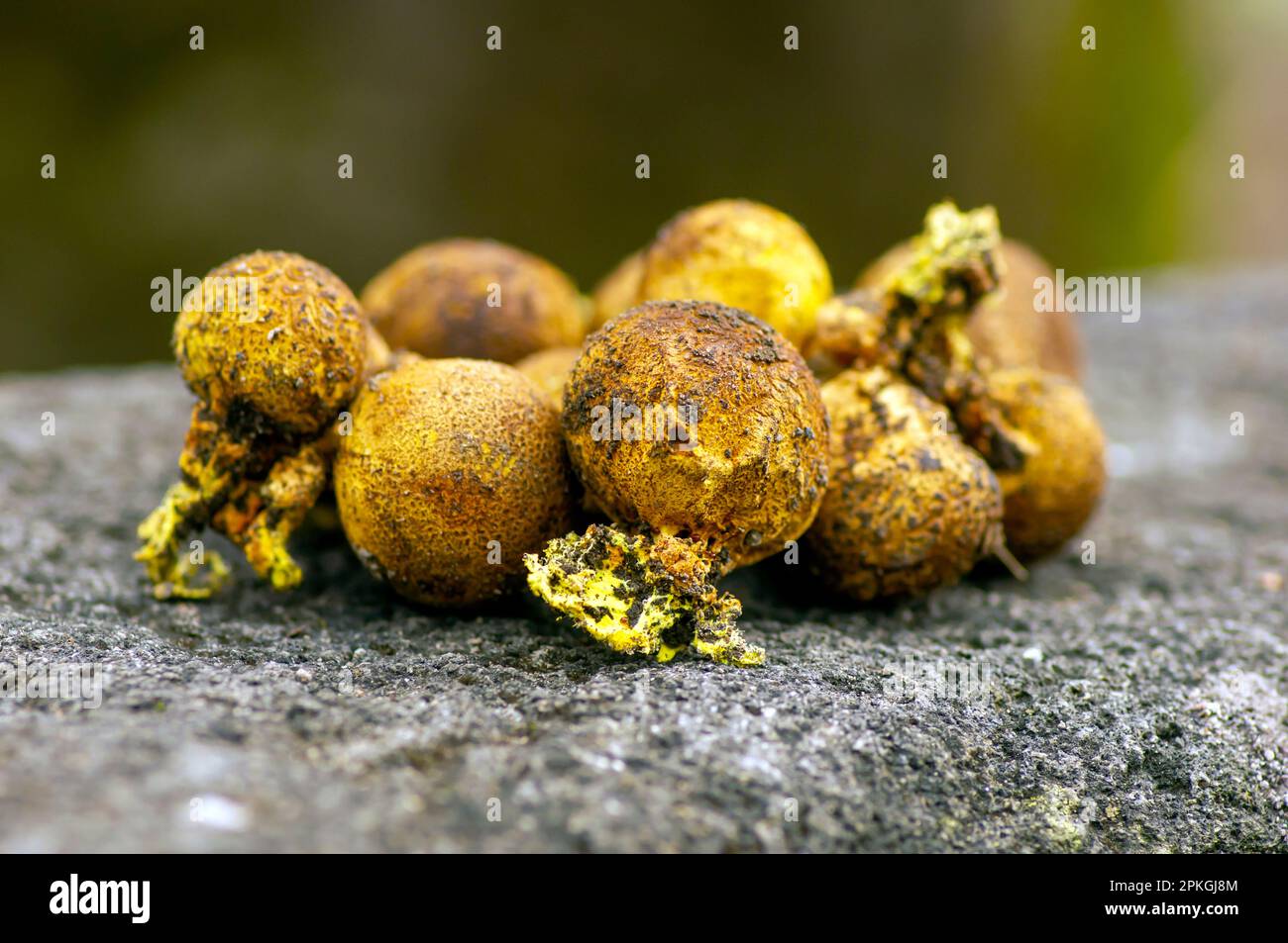 Fungal ball hi-res stock photography and images - Alamy