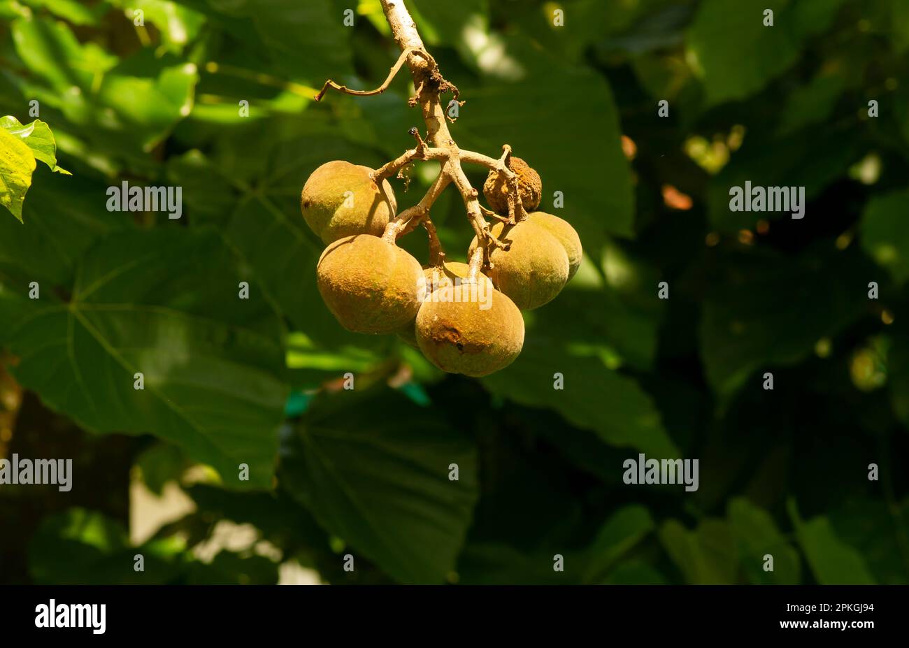 Kemiri sunan (Reutealis trisperma), a plant that has potential as a raw ...