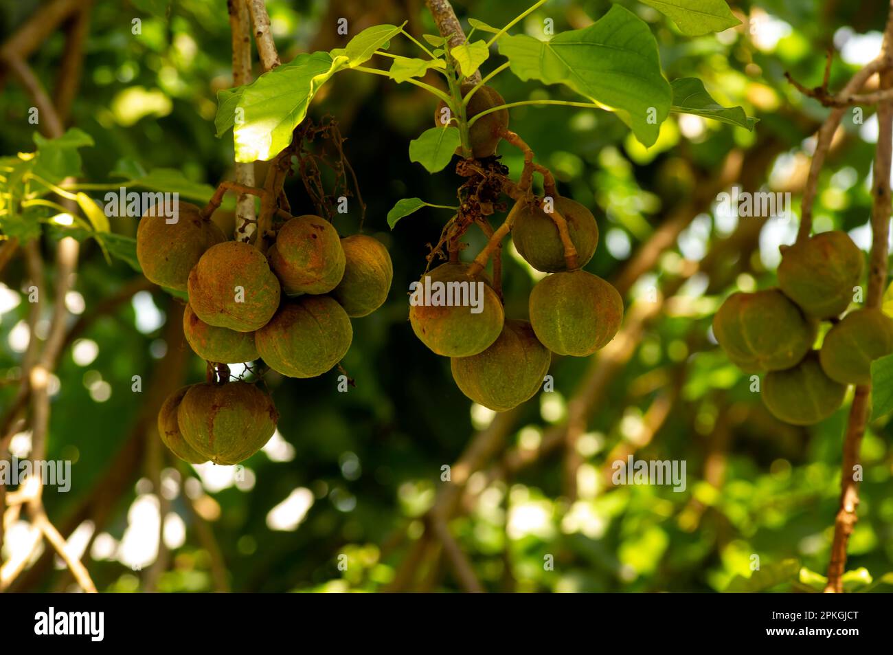 Kemiri sunan (Reutealis trisperma), a plant that has potential as a raw ...