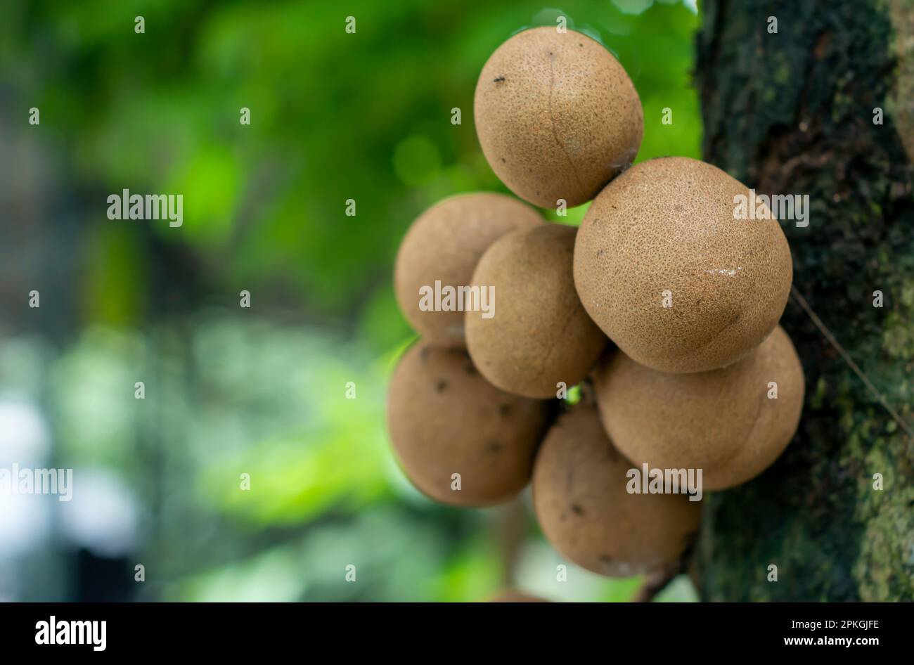 Kepel fruits hi-res stock photography and images - Alamy