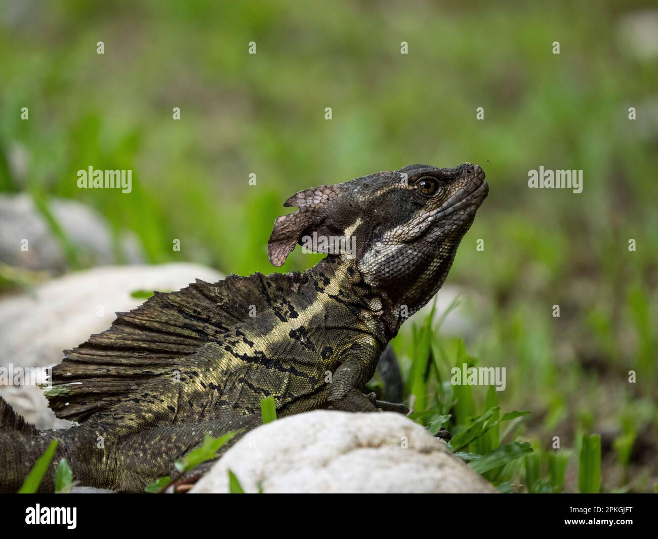 Common basilisk, (Basiliscus basiliscus), Esquinas Rainforest Lodge ...