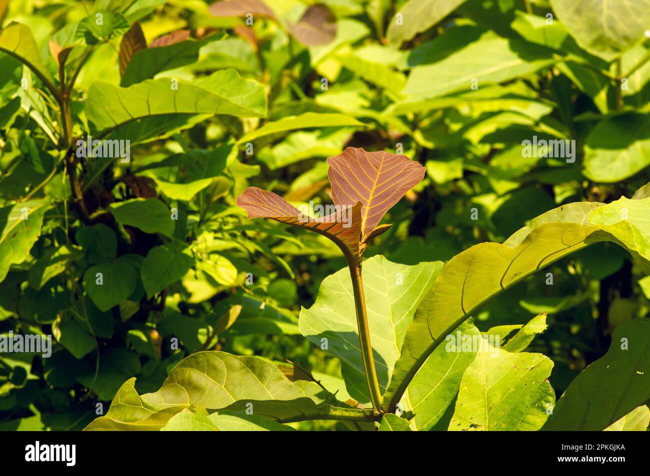 Young colorful leaves of the teak plant (Tectona grandis) in the ...