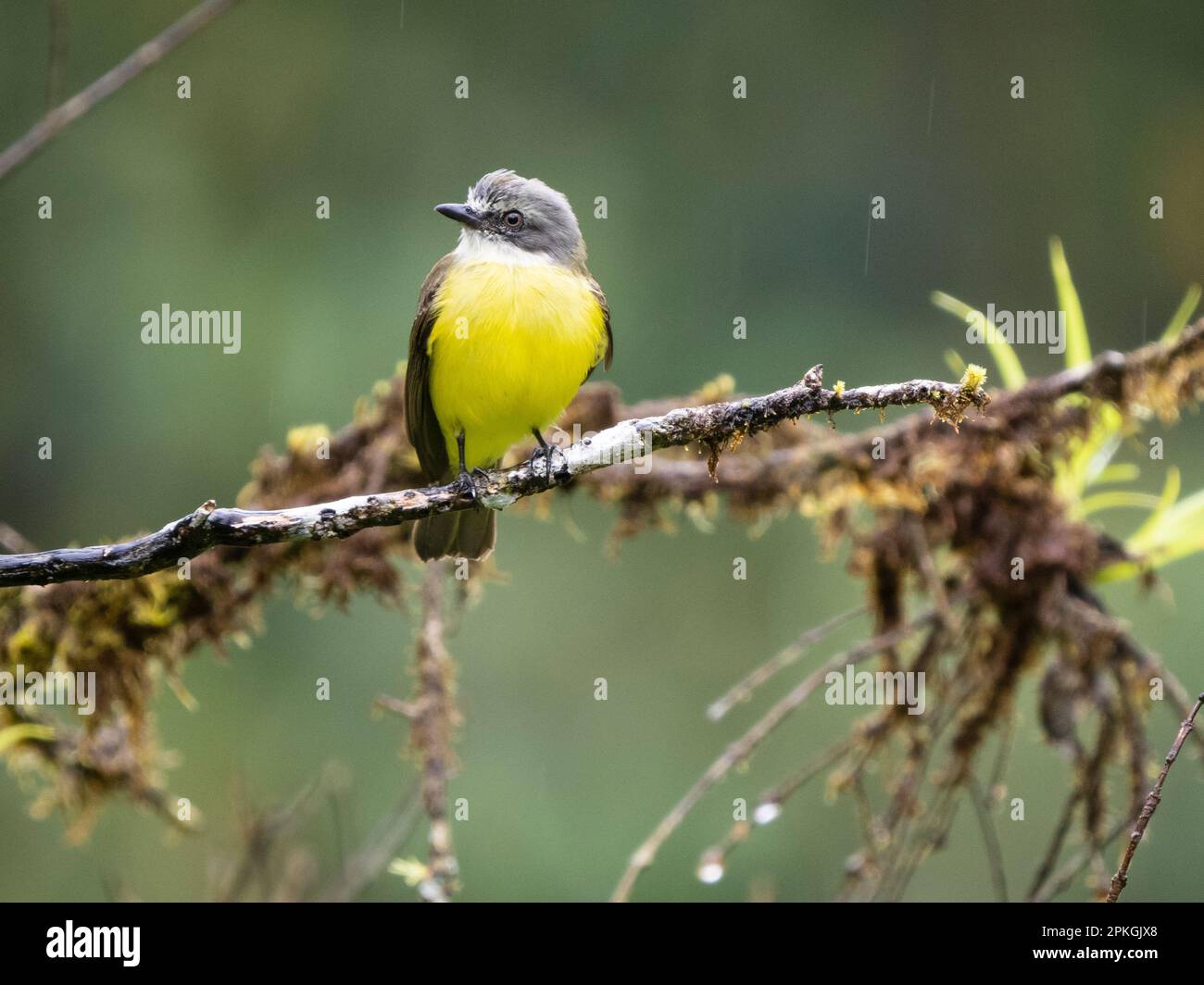 Grey-capped flycatcher, (Myiozetetes granadensis) in tree, Esquinas ...