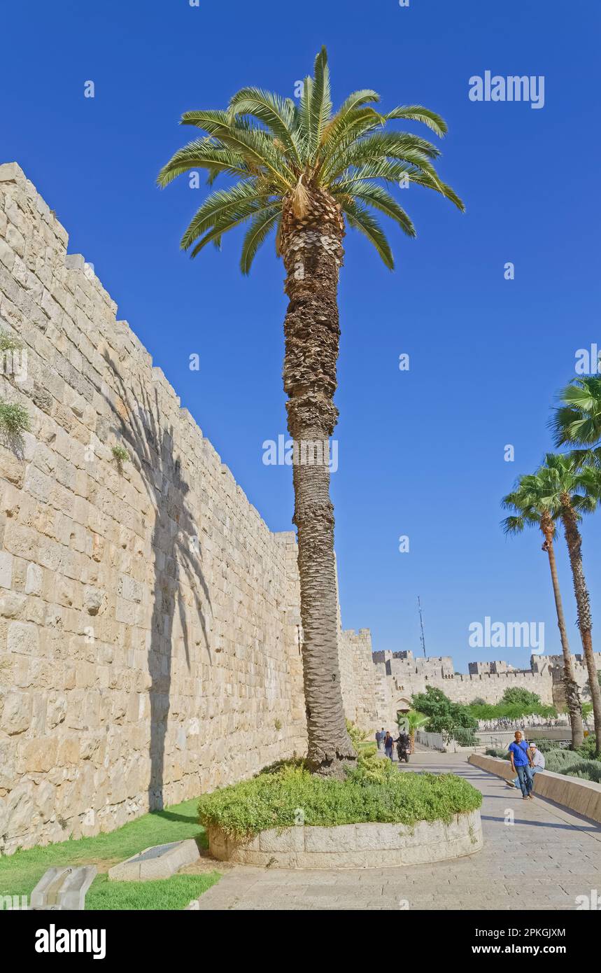 Western edge of the Jerusalem Old City with a palm Stock Photo - Alamy