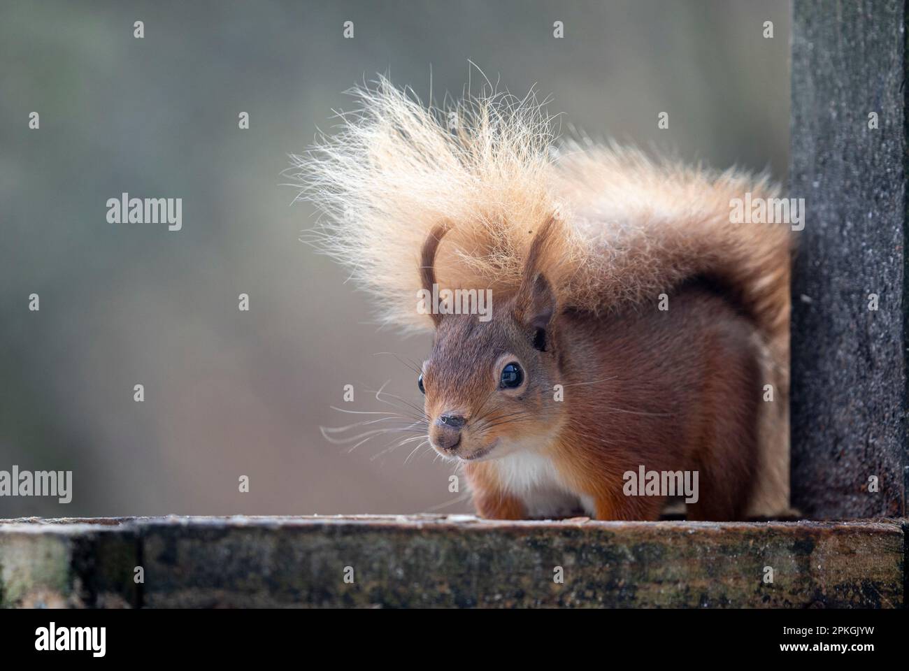 Eurasian red squirrel winter drey hi-res stock photography and images ...