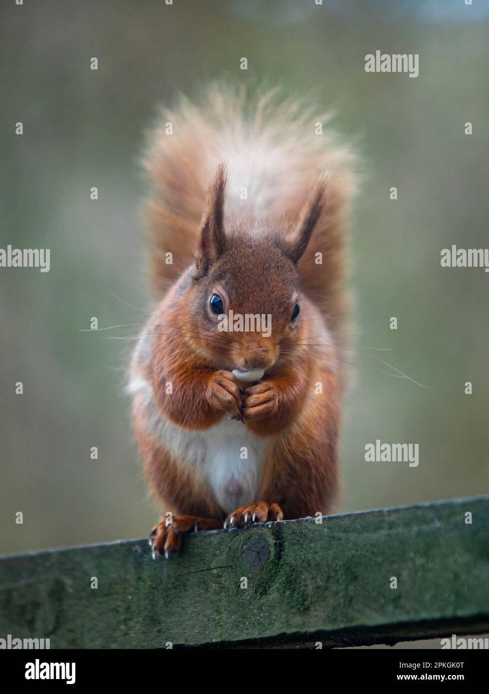 Red squirrel nest building hi-res stock photography and images - Alamy