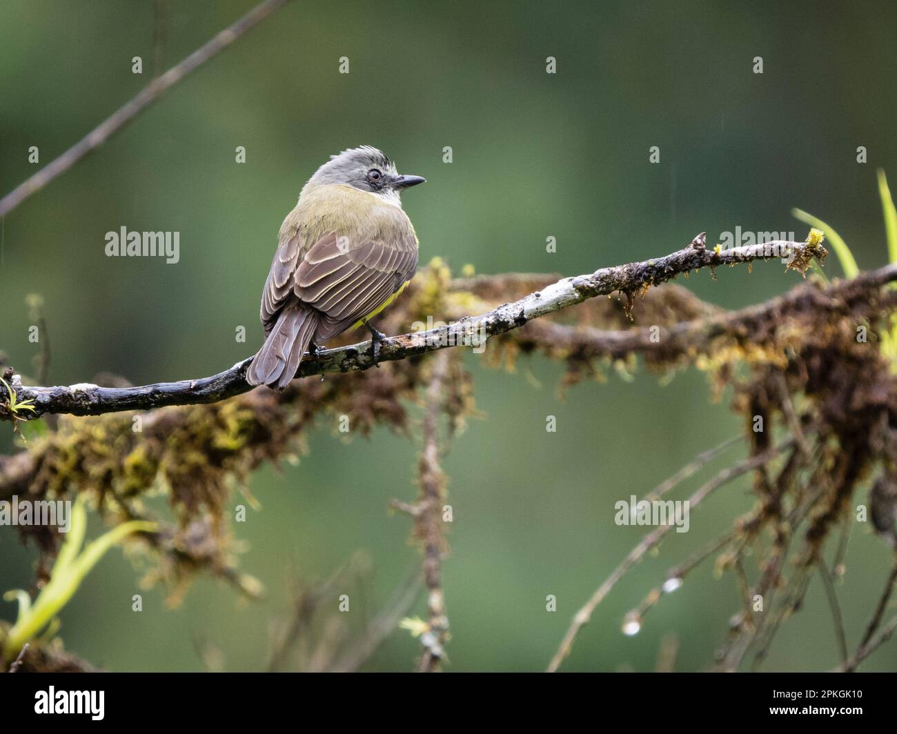 Grey-capped flycatcher, (Myiozetetes granadensis) in tree, Esquinas ...