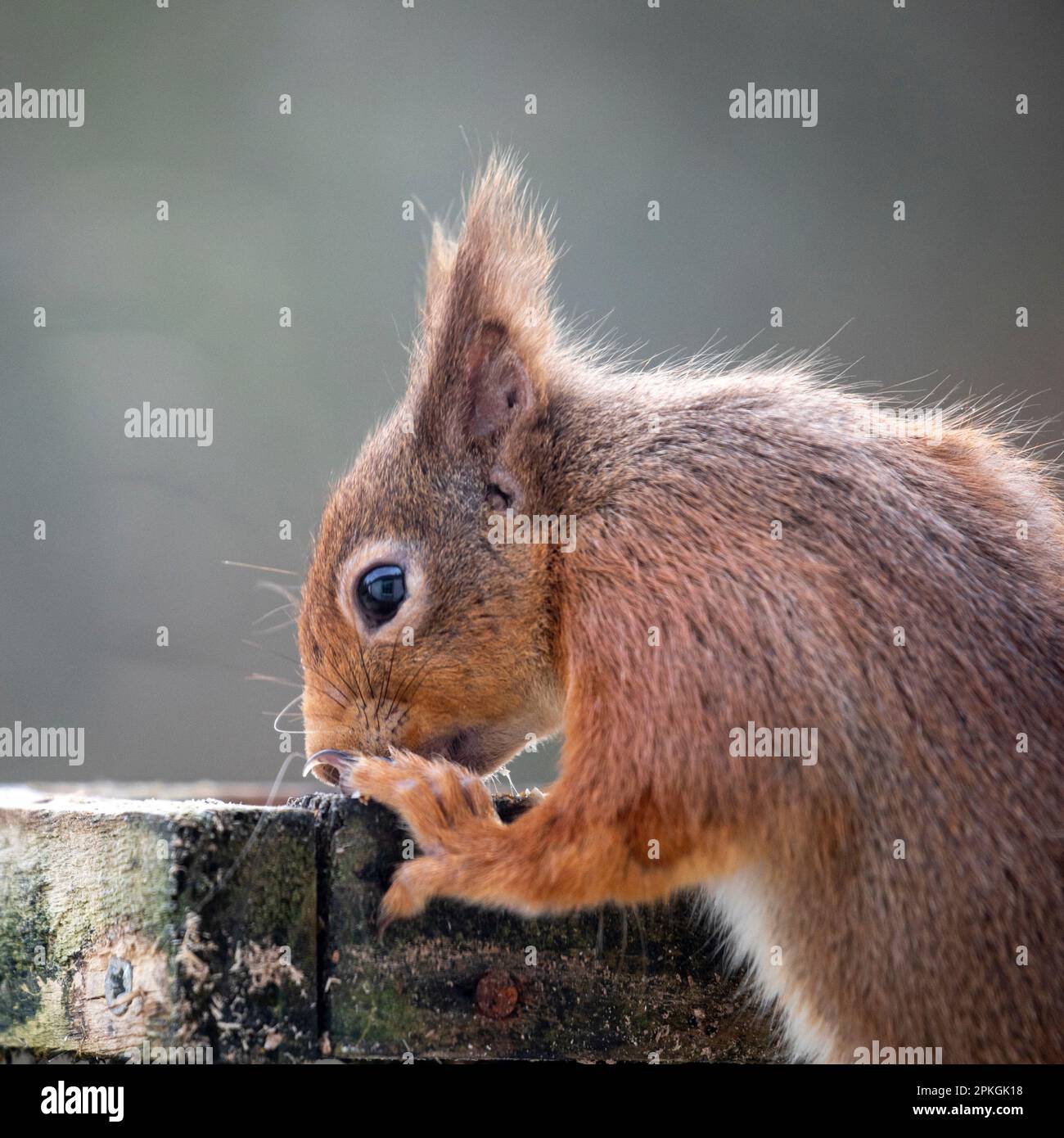 Eurasian red squirrel winter drey hi-res stock photography and images ...