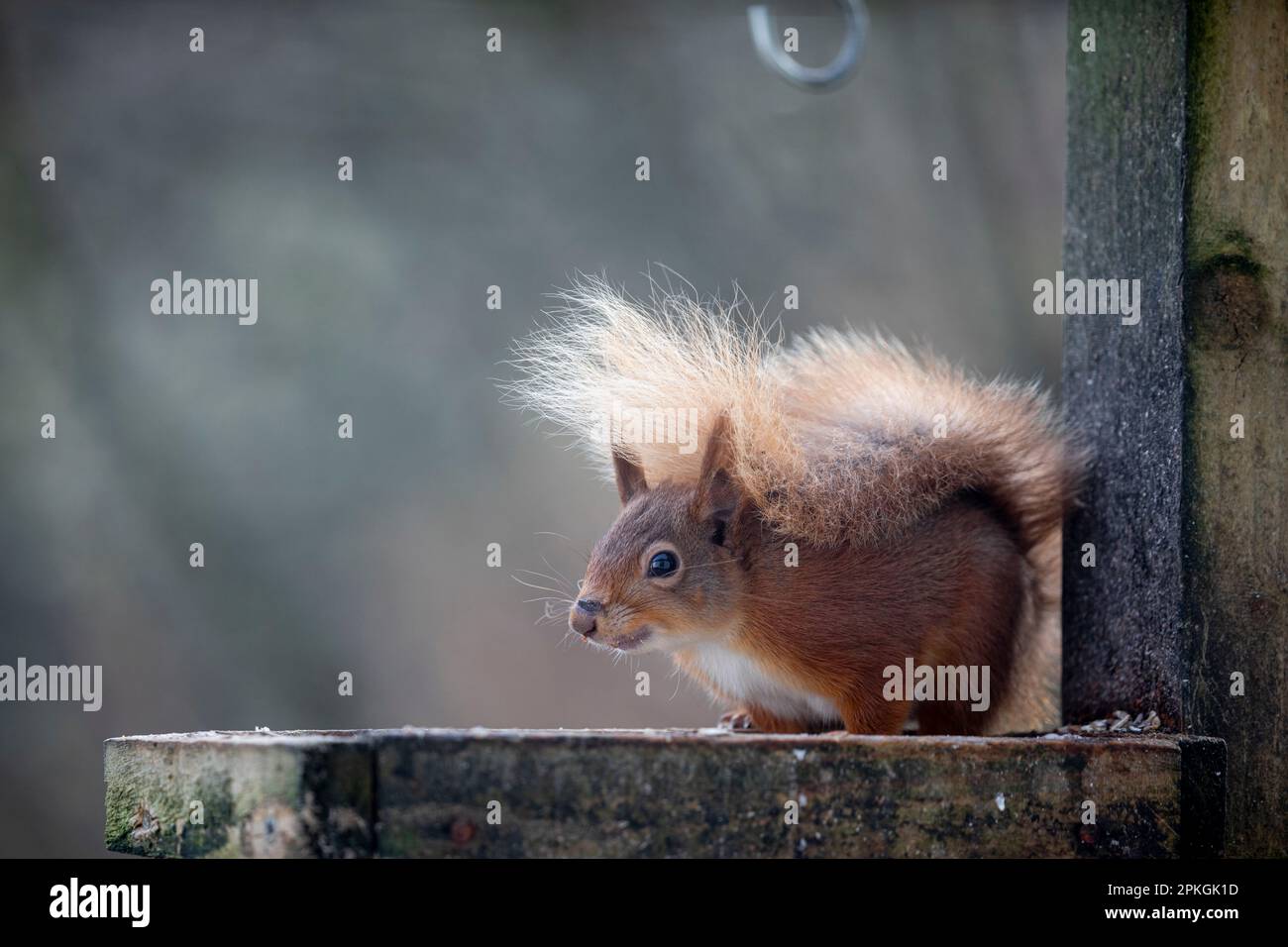 Red squirrel, Sutherland, Scotland Stock Photo - Alamy