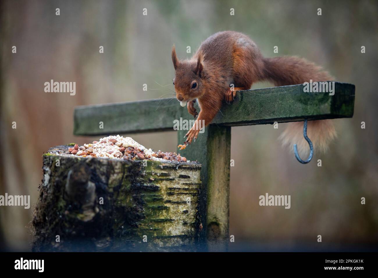 Eurasian red squirrel winter drey hi-res stock photography and images ...