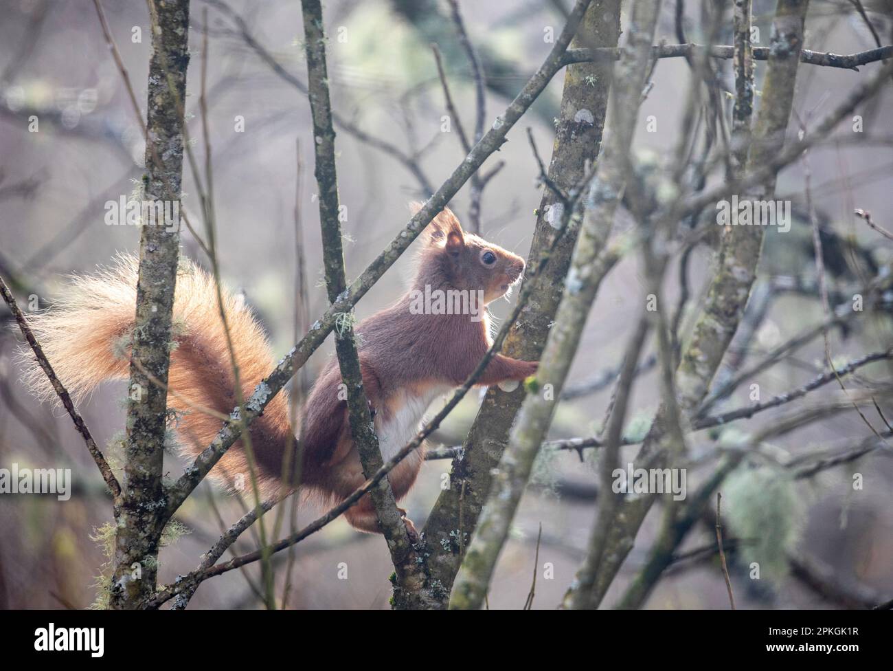 Eurasian red squirrel winter drey hi-res stock photography and images ...