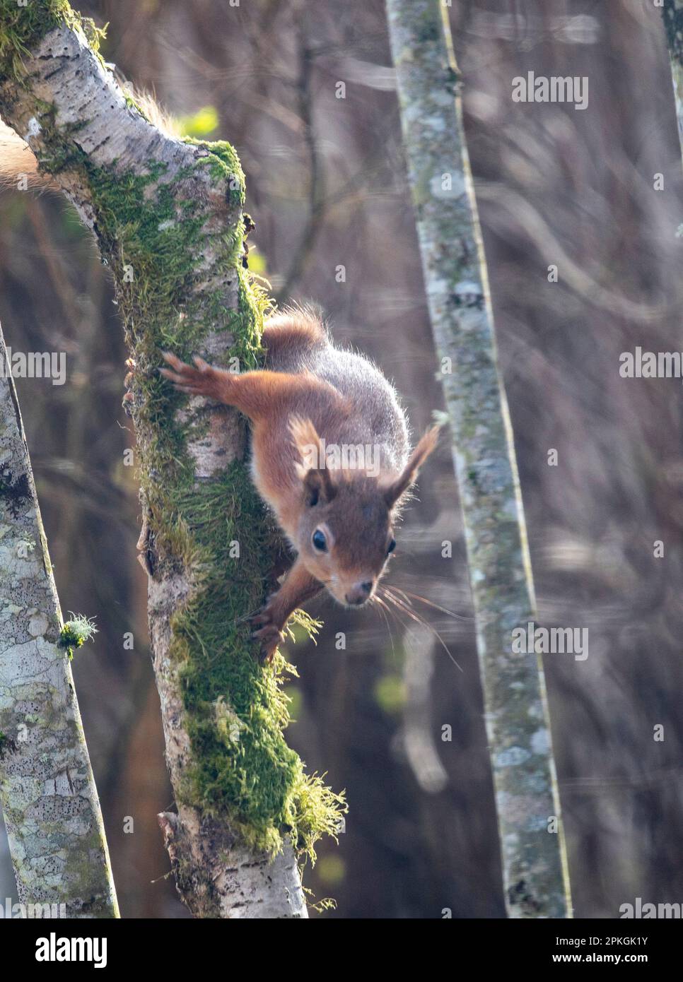 Red squirrel, Sutherland, Scotland Stock Photo - Alamy