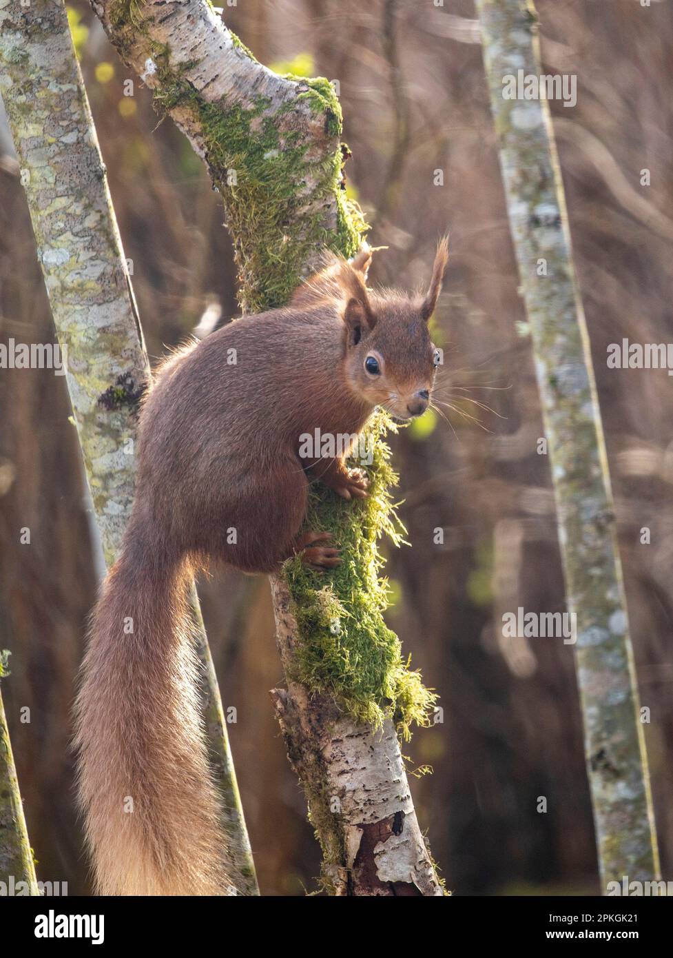 Eurasian red squirrel winter drey hi-res stock photography and images ...