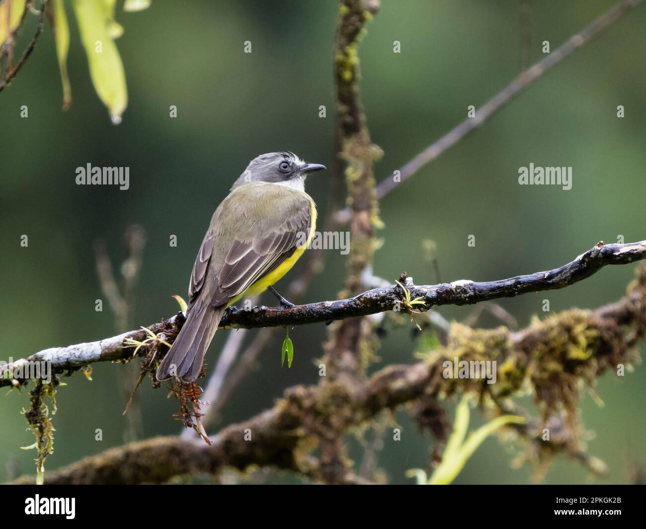 Grey-capped flycatcher, (Myiozetetes granadensis) in tree, Esquinas ...