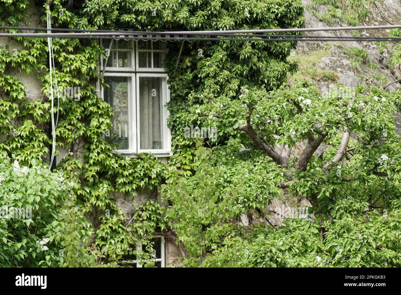 a gray concrete building covered in vines Stock Photo - Alamy