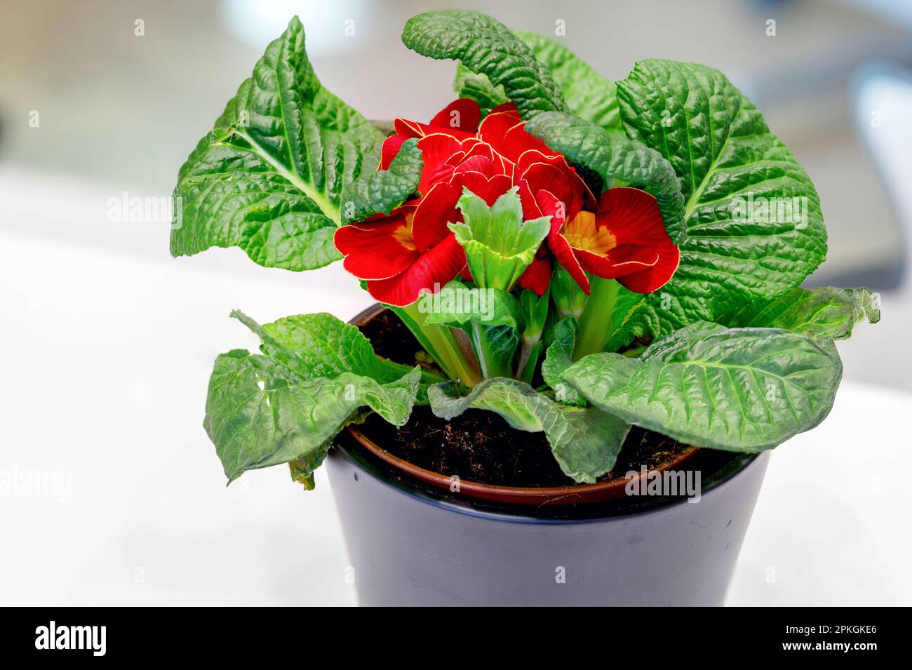 Red (Primula acaulis) plants in a watering can Stock Photo - Alamy