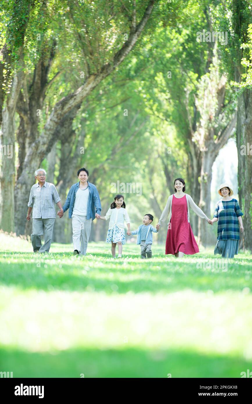 A family of three generations walking along a row of poplar trees Stock ...