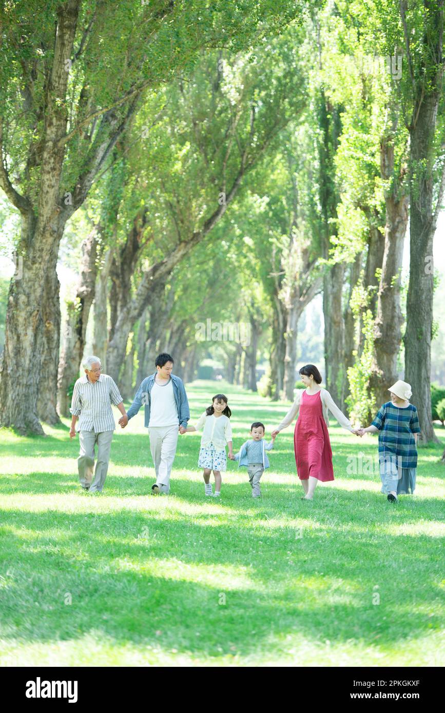 A family of three generations walking along a row of poplar trees Stock ...
